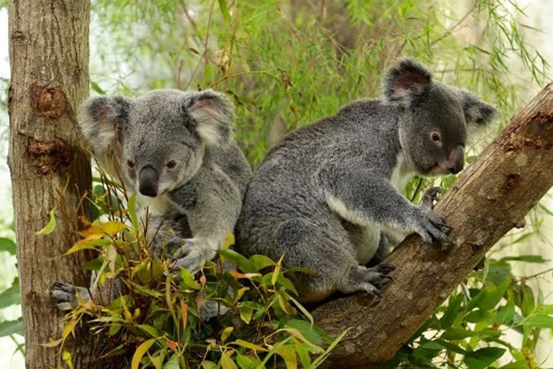 Australia lists koalas as endangered in 2 eastern states - The Business ...