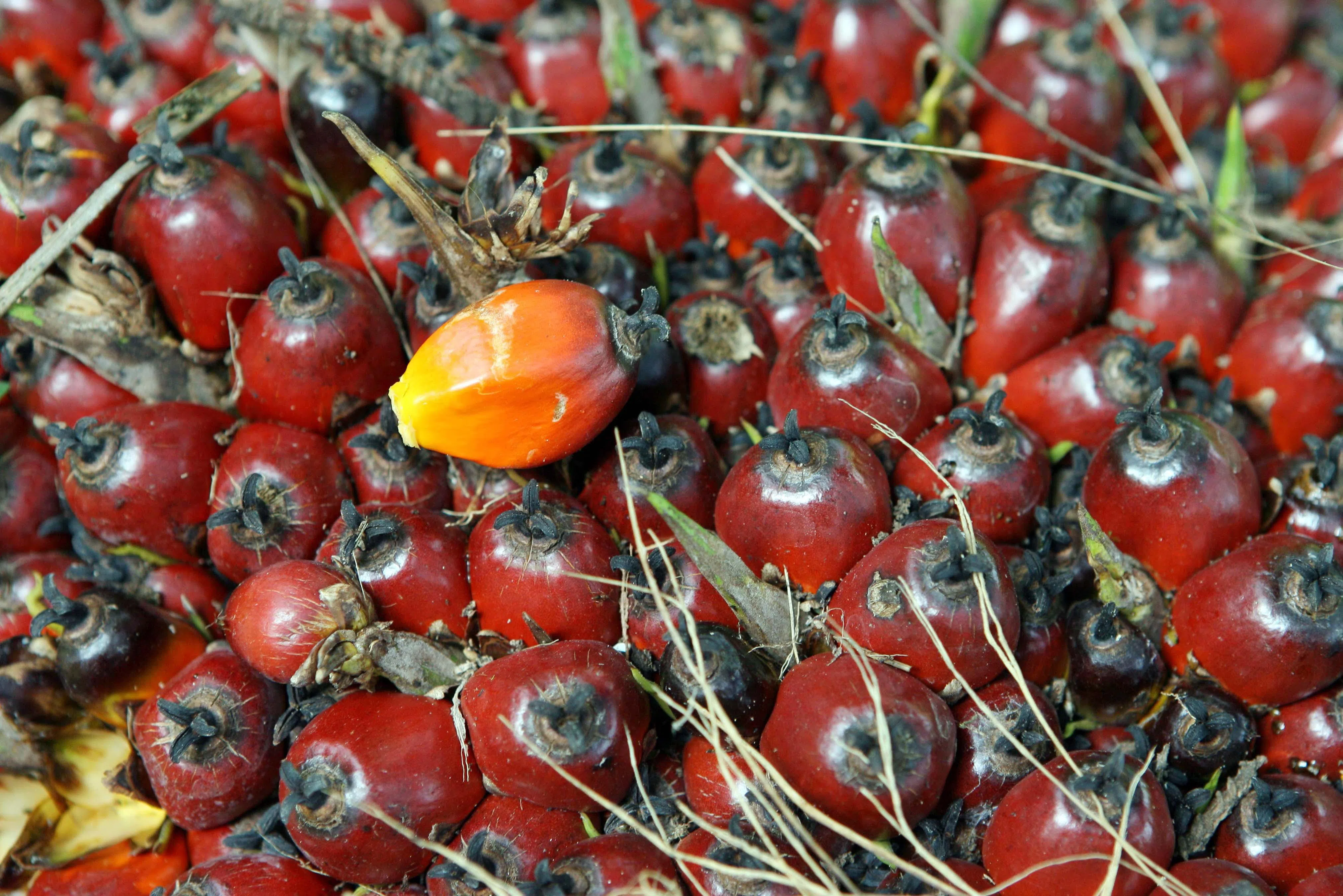 Inside Wilmar’s graft probe: How a cooking oil crisis led to a ...