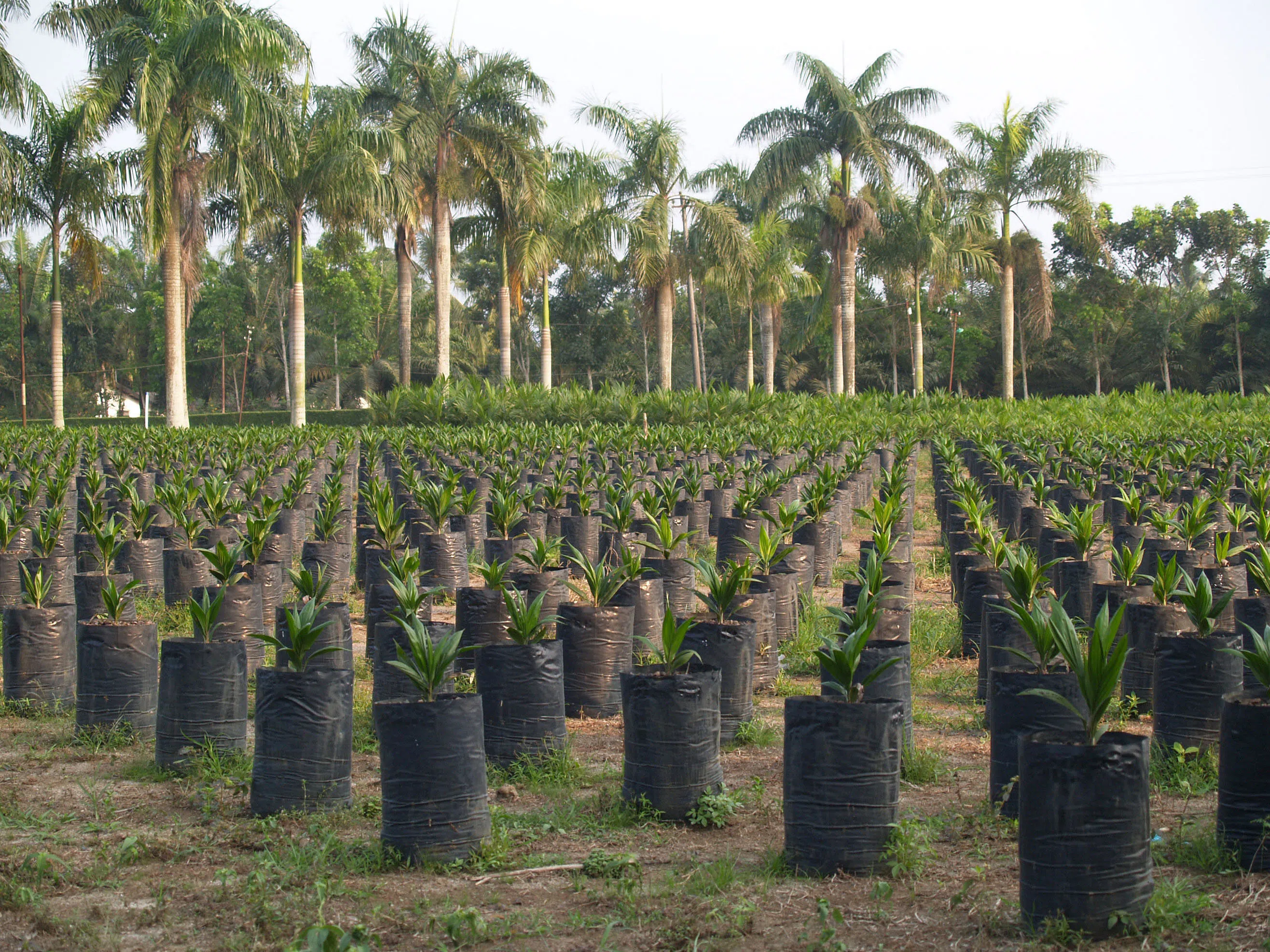 Tepid palm oil rebound expected - The Business Times