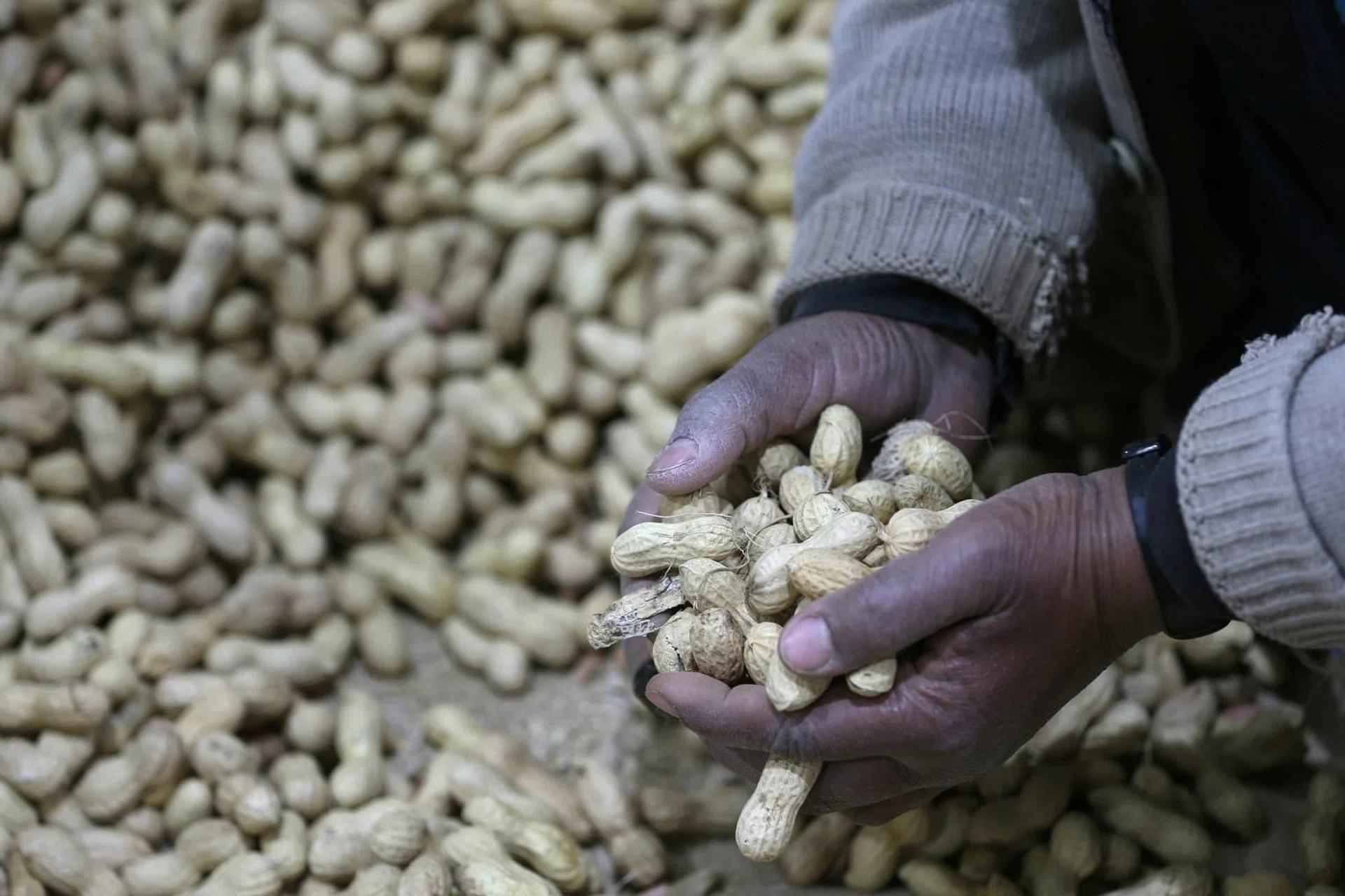 Korean Air stops serving peanuts after teens' flight disrupted by ...