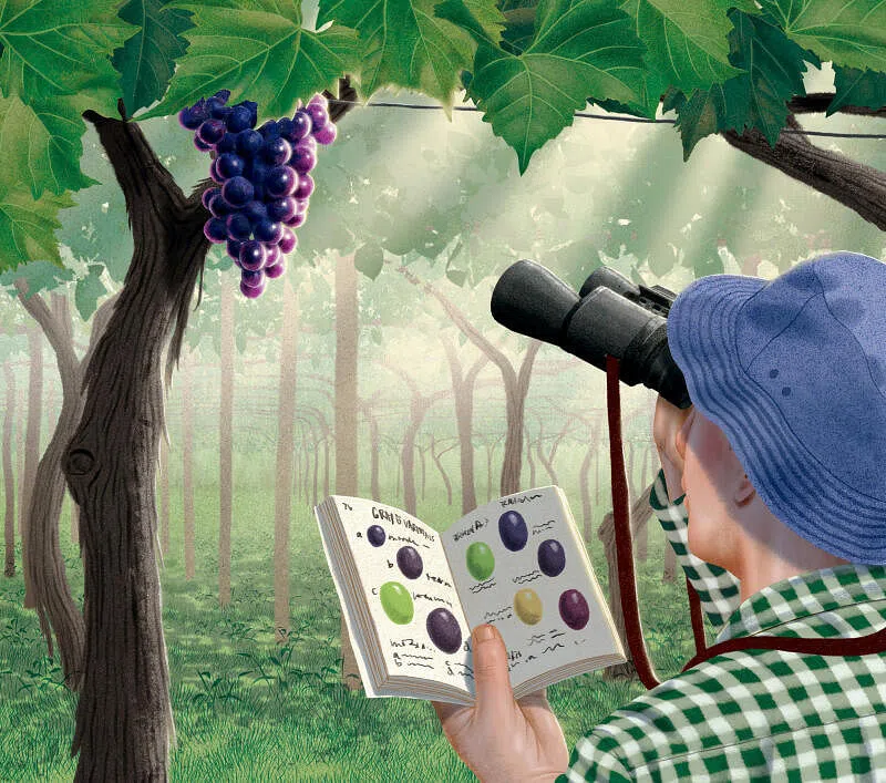 10 grapes worth knowing better - The Business Times