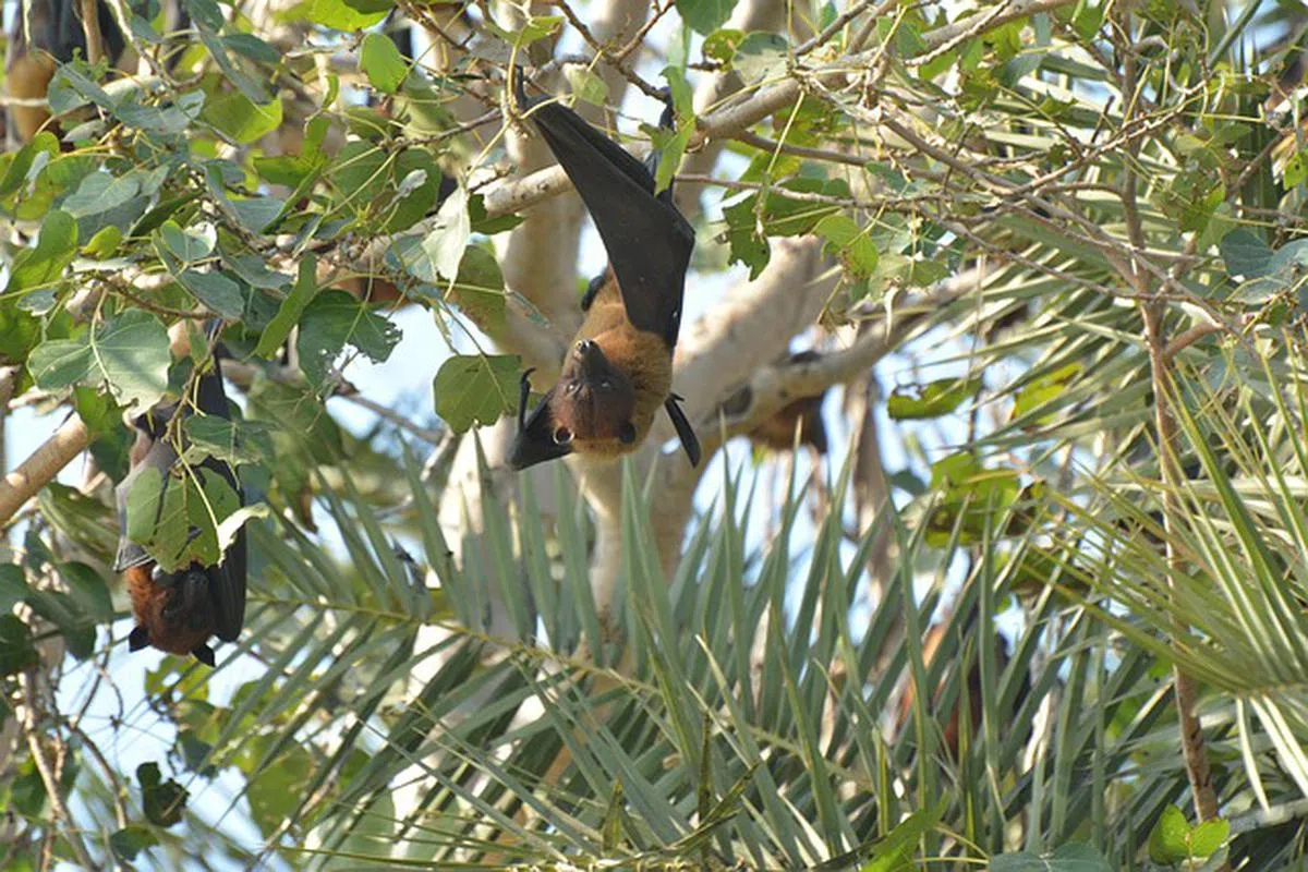 Viruses related to deadly human diseases found in Chinese bats - The ...