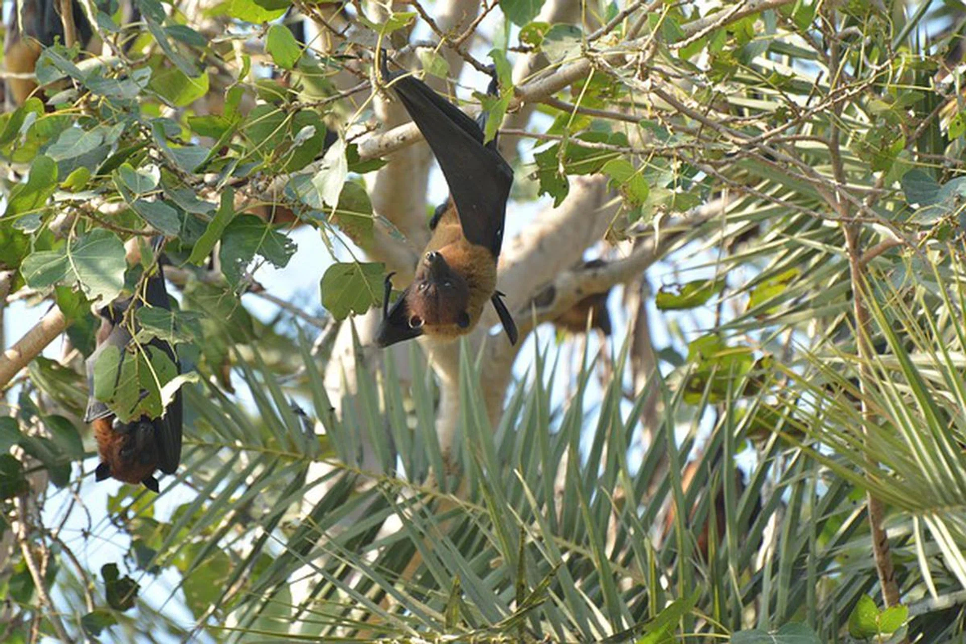 Viruses related to deadly human diseases found in Chinese bats - The ...