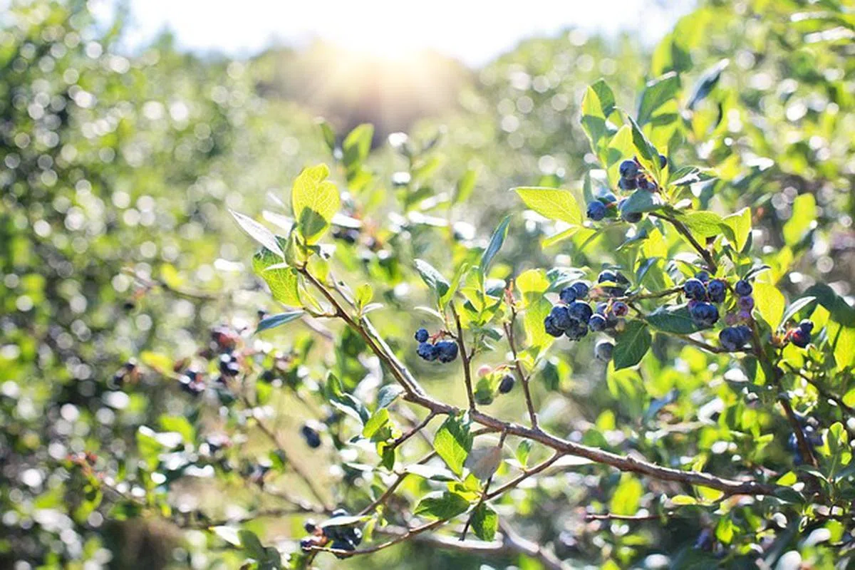 Peru expects Asia to replace the US as top buyer of its blueberries ...
