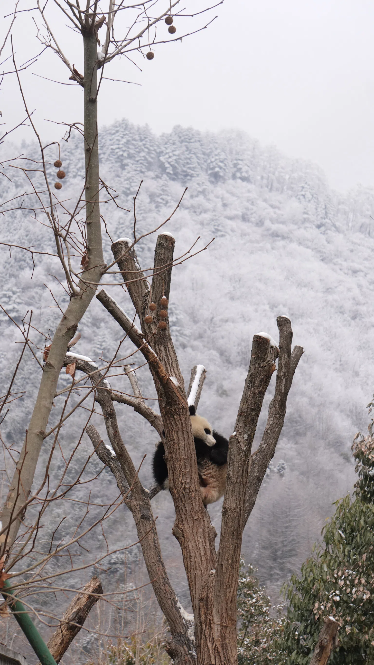 Sichuan’s call of the wild - The Business Times