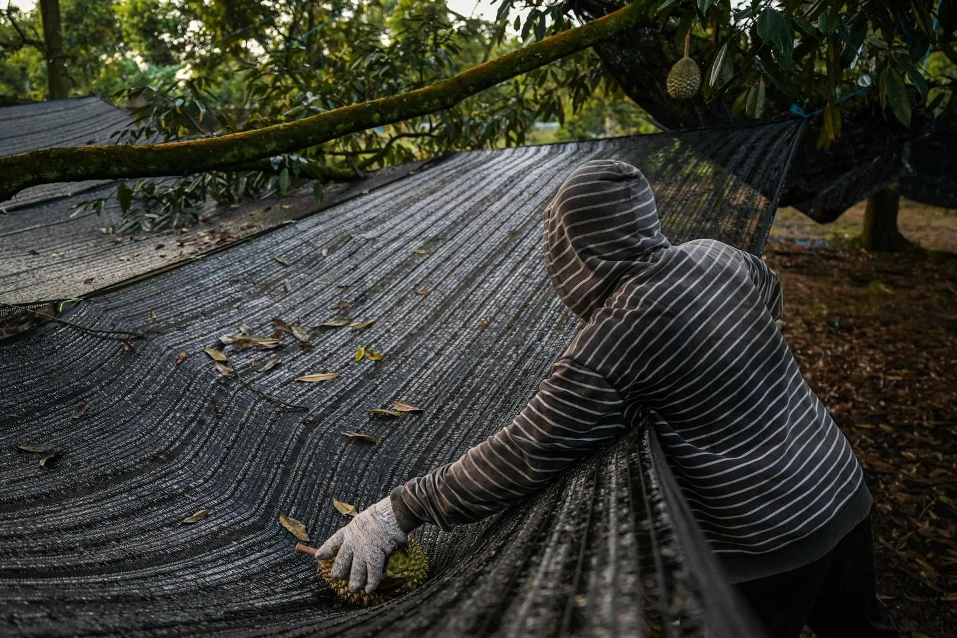 Malaysian durian trade battered as lockdown bites - The Business Times