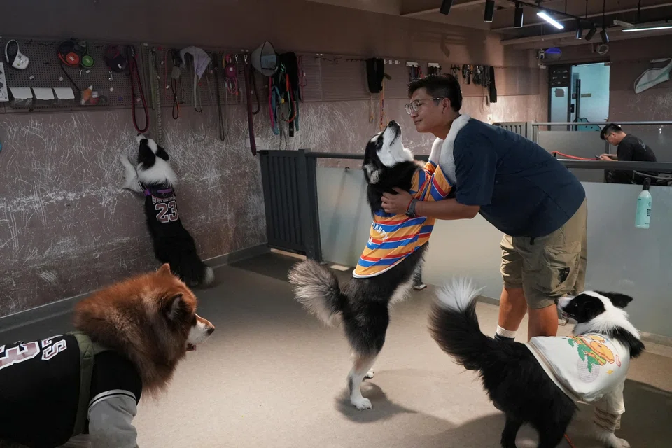 China's pet owners splurge on preschools to pamper puppies - The ...