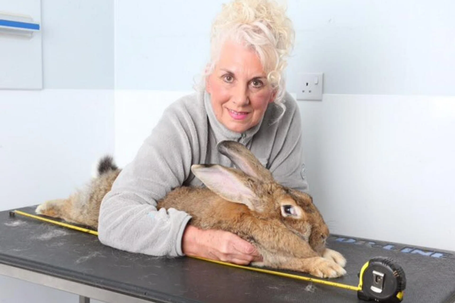 UK police hunt for thieves who stole world's biggest rabbit - The ...