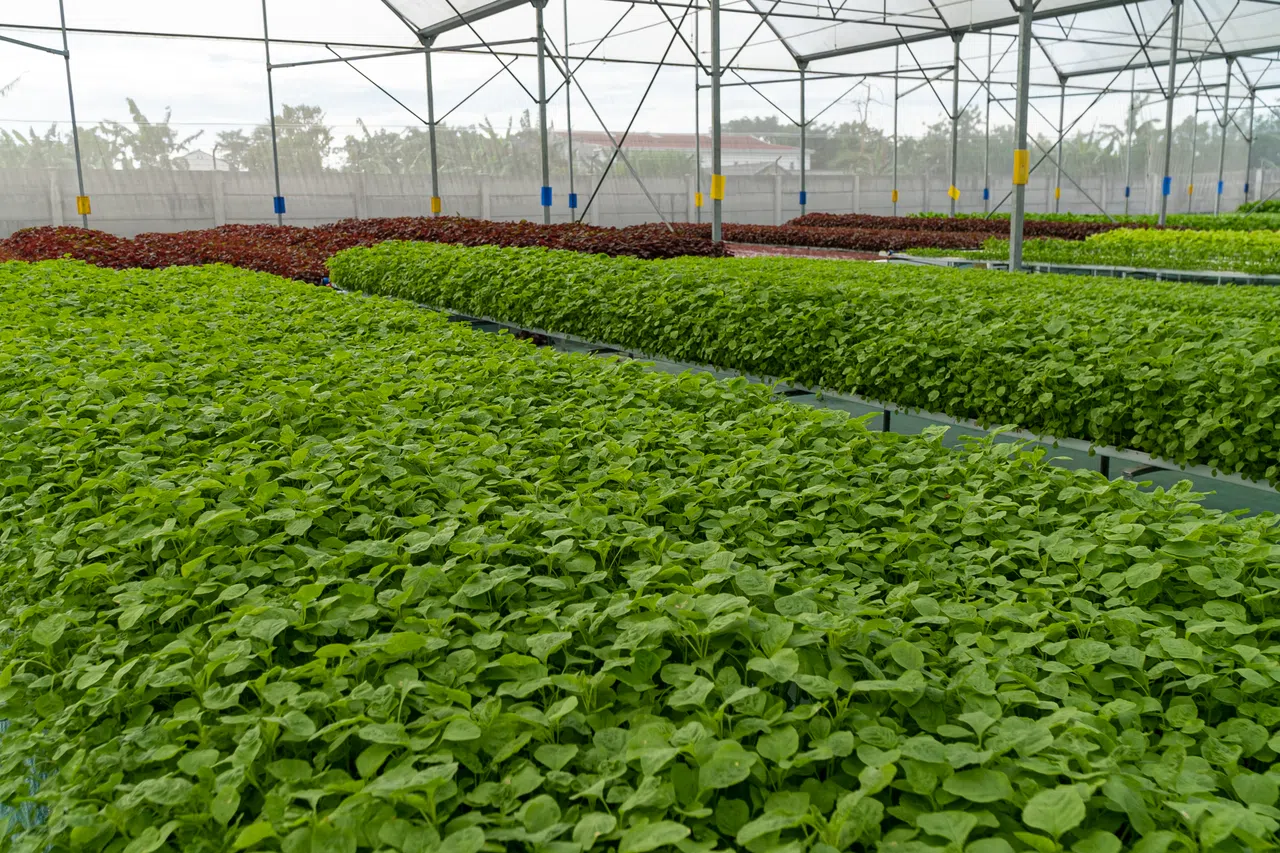 Agritech startup Beleaf Farms rakes in US$6.9 million in Series A round ...