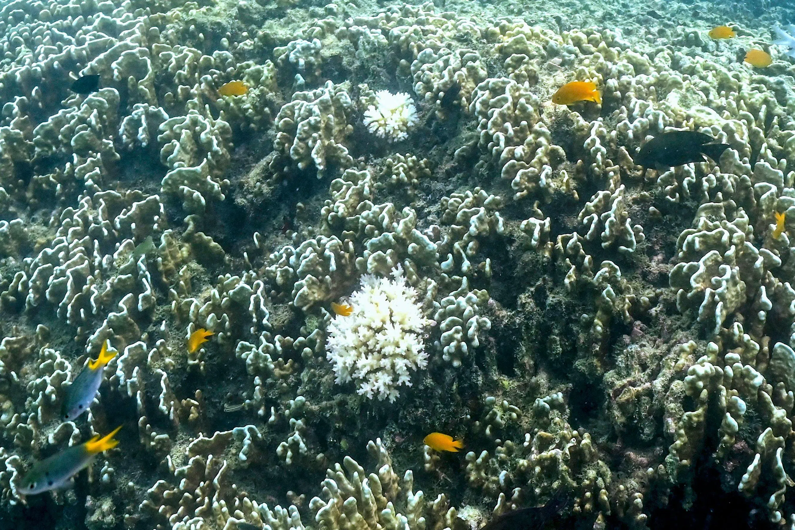 Heat stress is plunging the world’s coral reefs into crisis - The ...