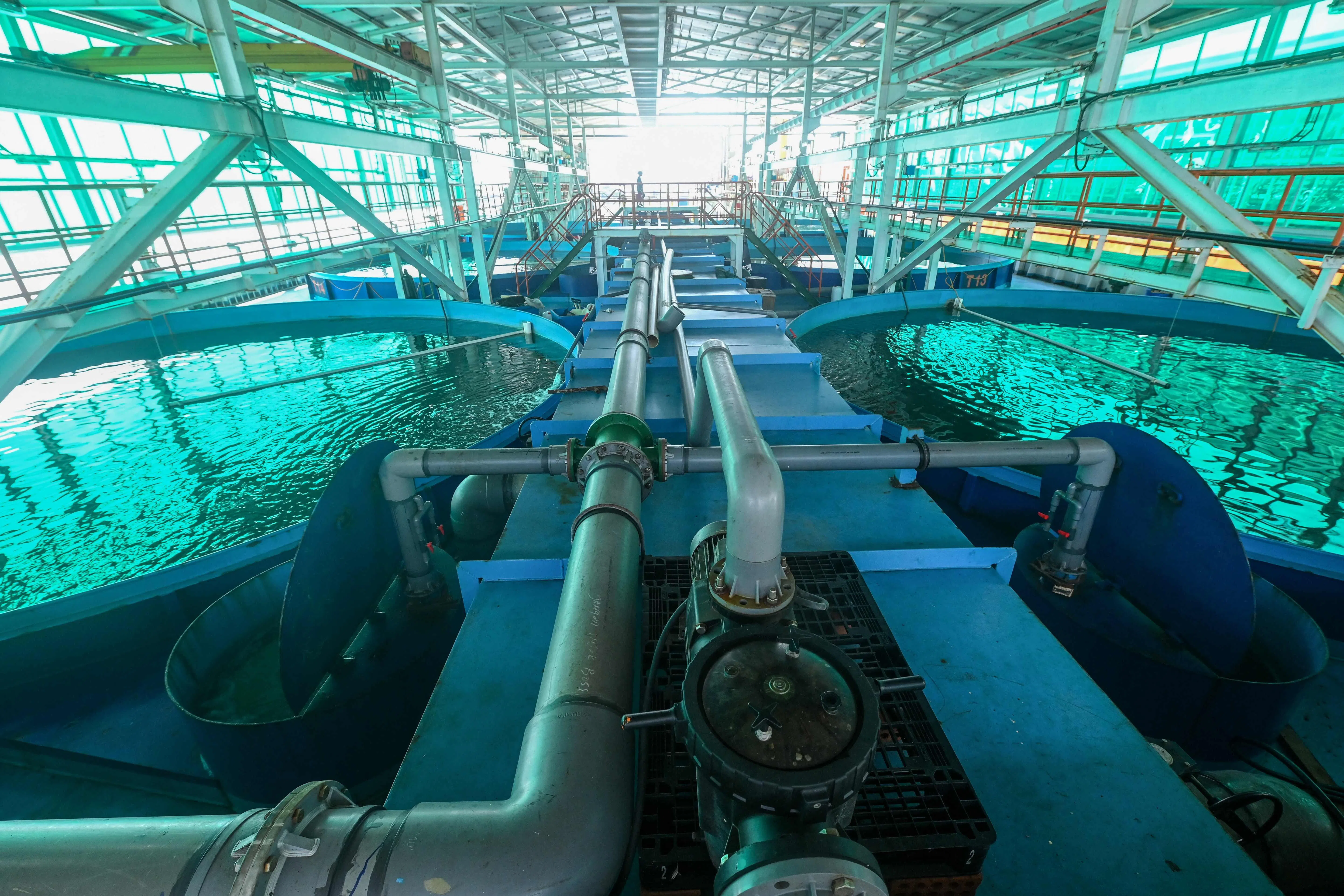 Singapore engineer pivots from oil rigs to ‘fish farm of the future ...