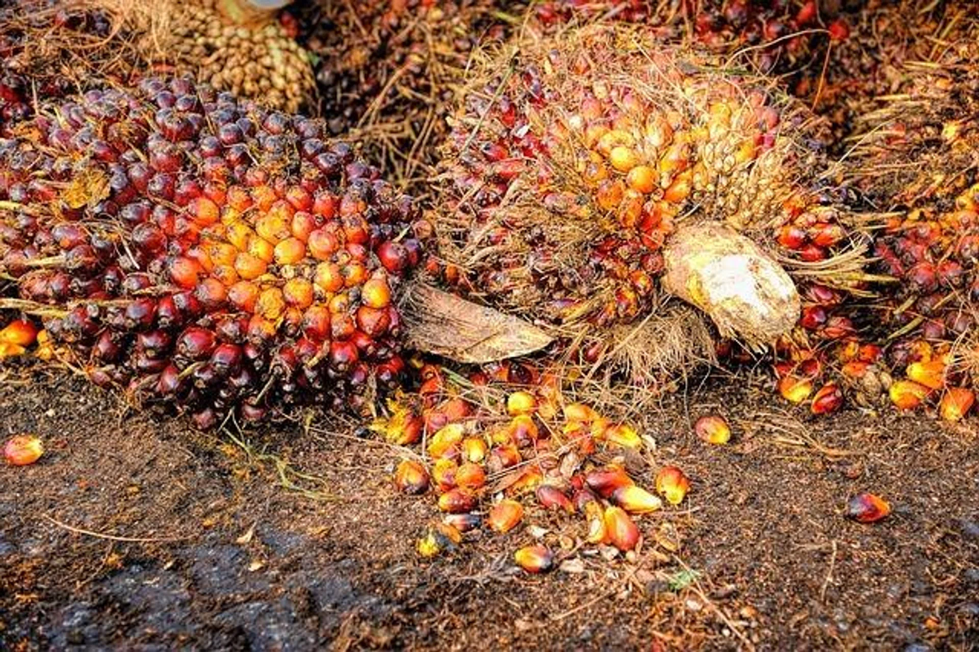 Indonesia's commodity clout in numbers - The Business Times