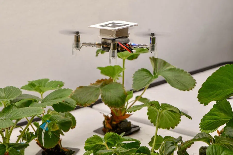 Polybee wins two DBS awards worth S$75,000 for bee-imitating technology ...