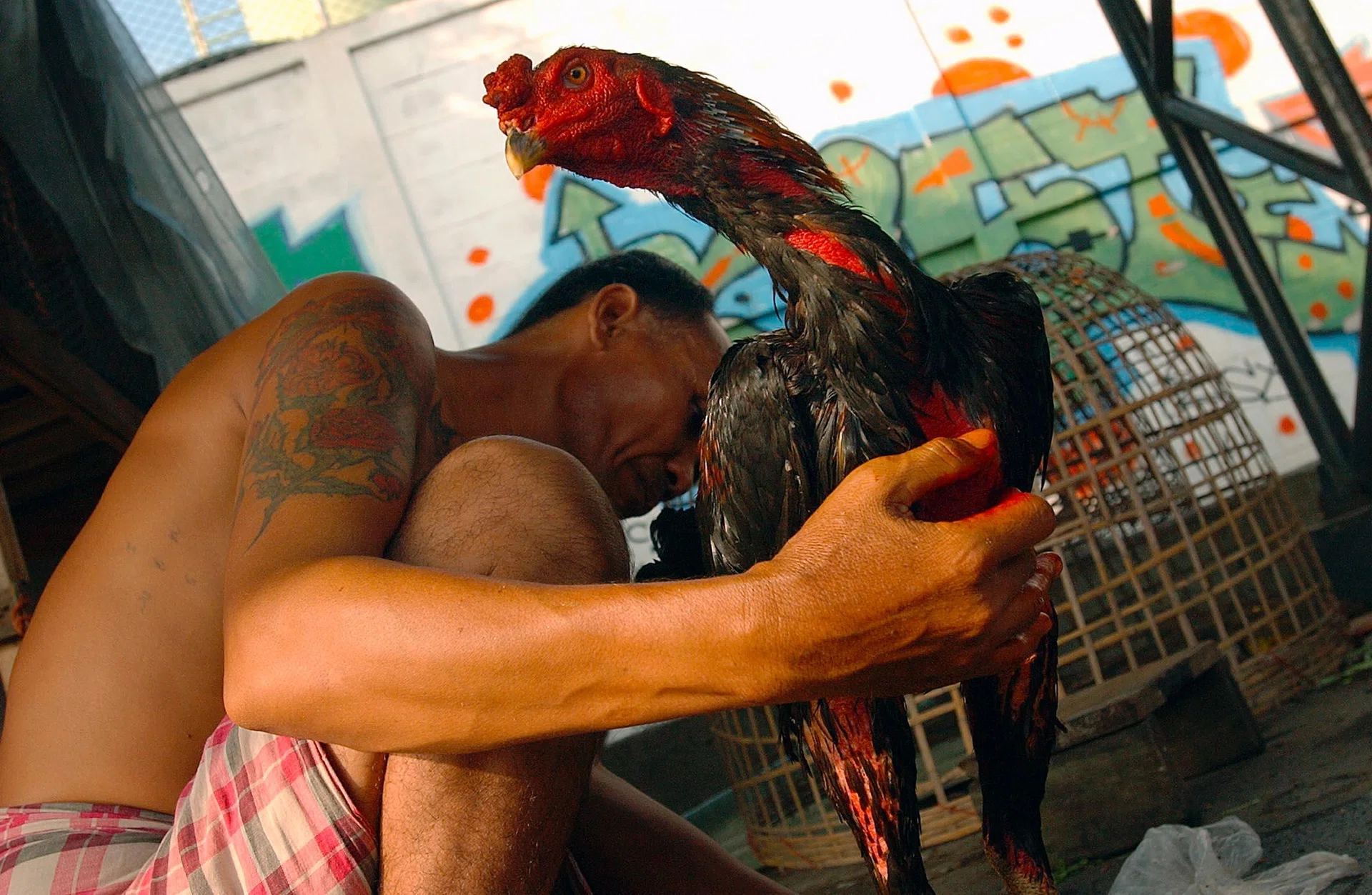 Cockfighting livestreams thrive in Philippines despite ban and murders - The Business Times