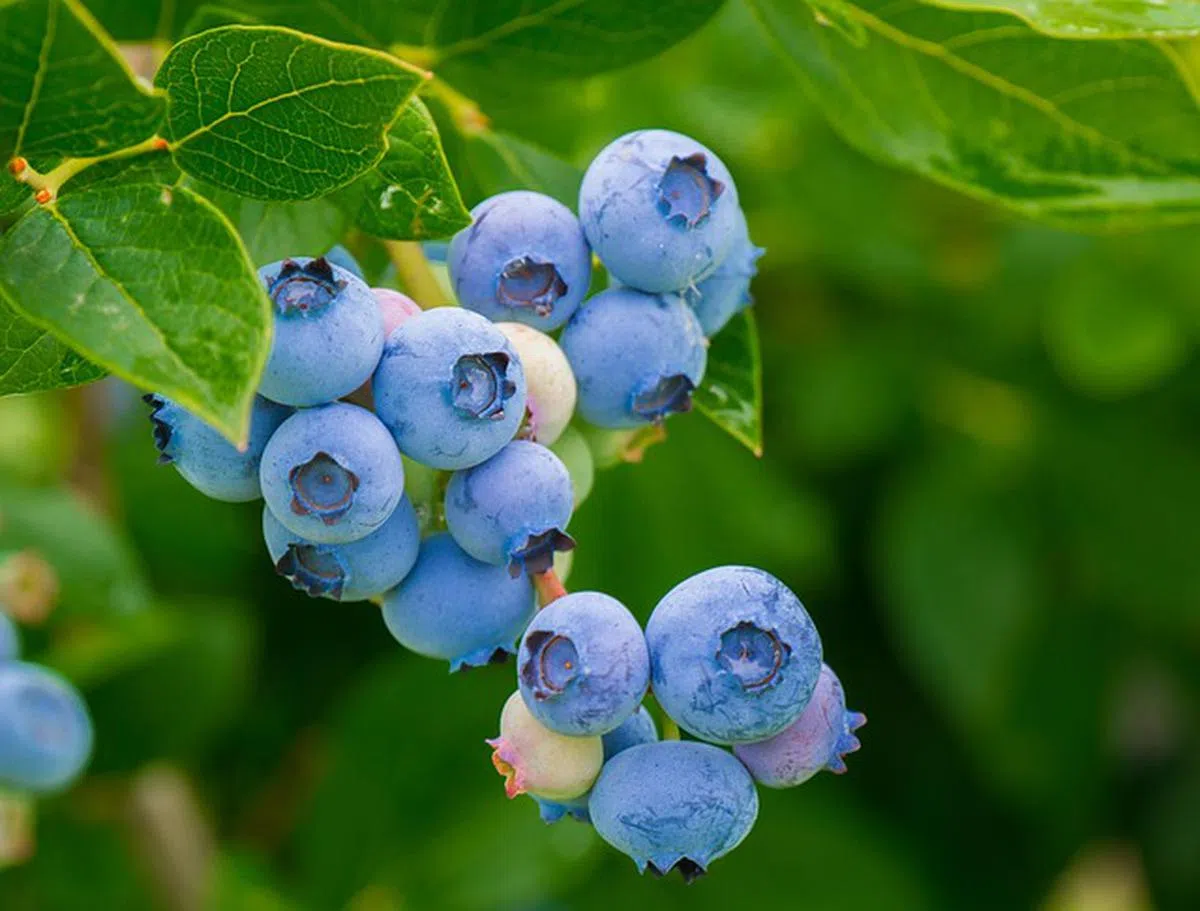 The sweet story of Peru’s blueberry boom - The Business Times