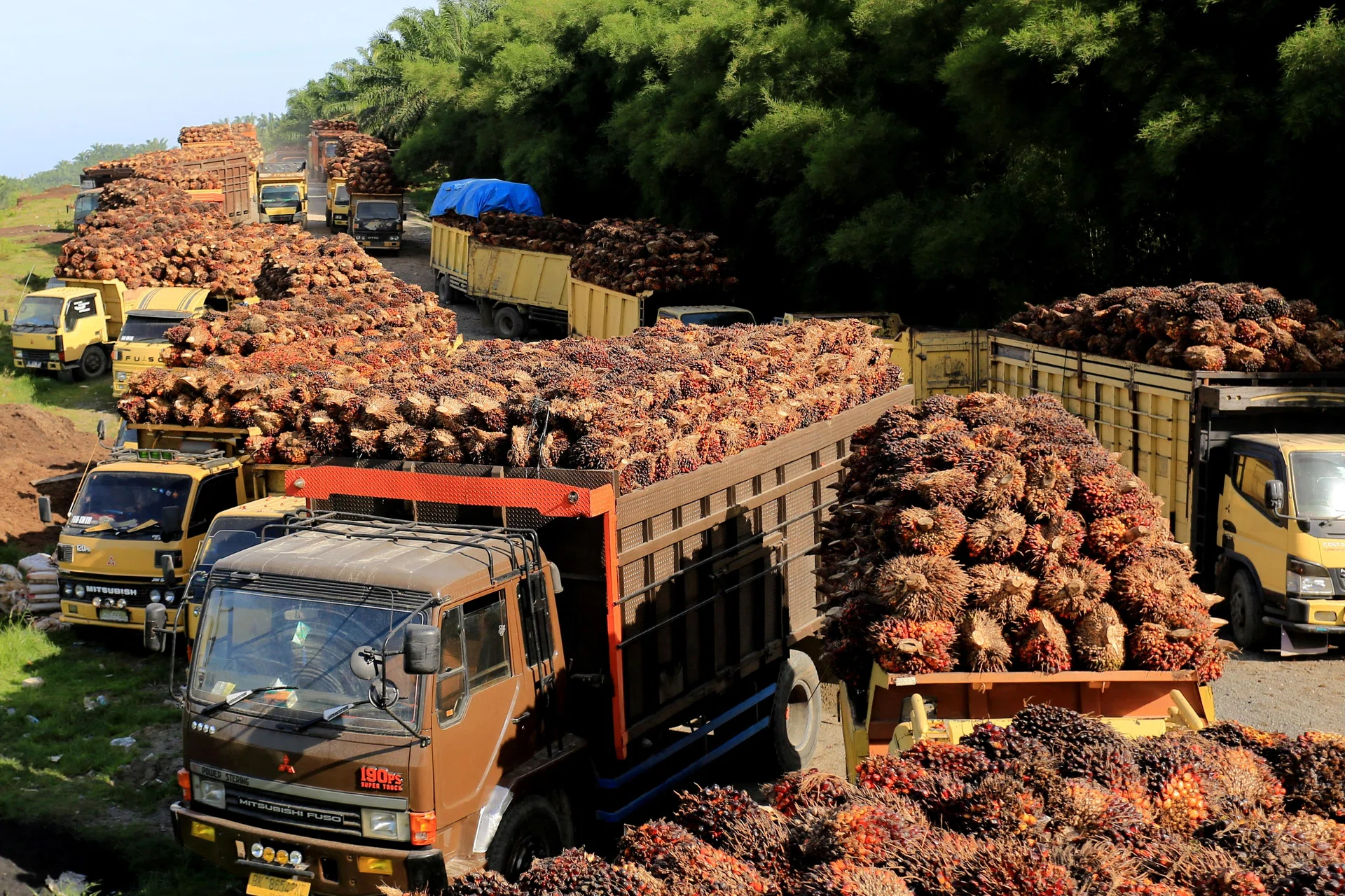 Indonesian Prosecutors Name 3 Palm Oil Groups As Suspects In Corruption