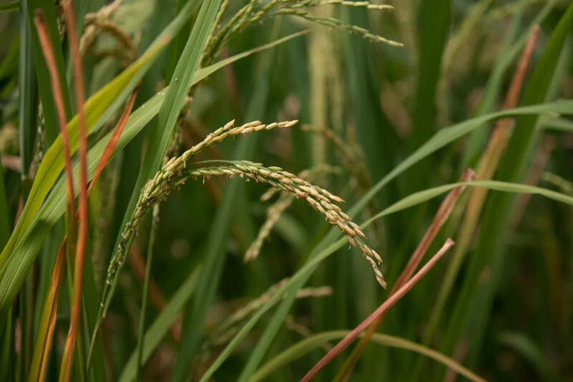 The hidden link between rice and climate change - The Business Times