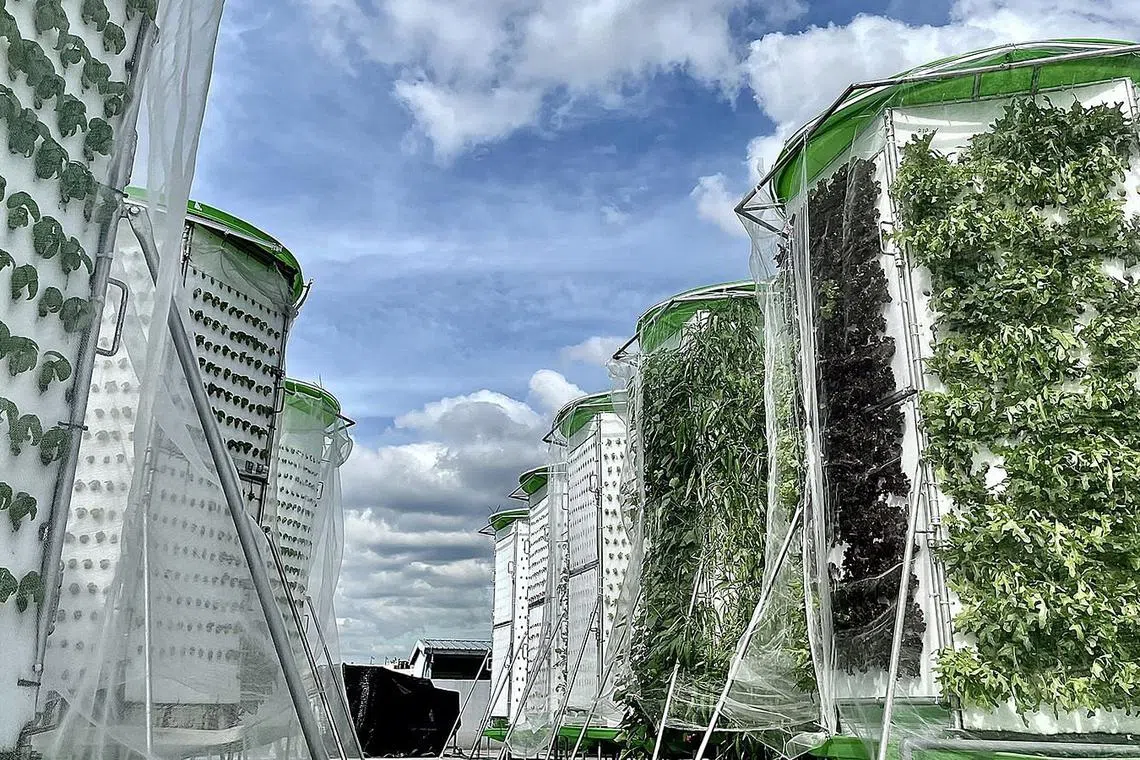 Urban farming goes high-tech - The Business Times