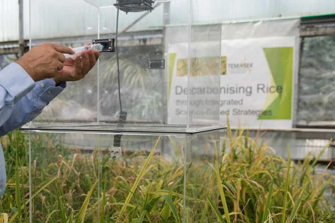 The hidden link between rice and climate change - The Business Times