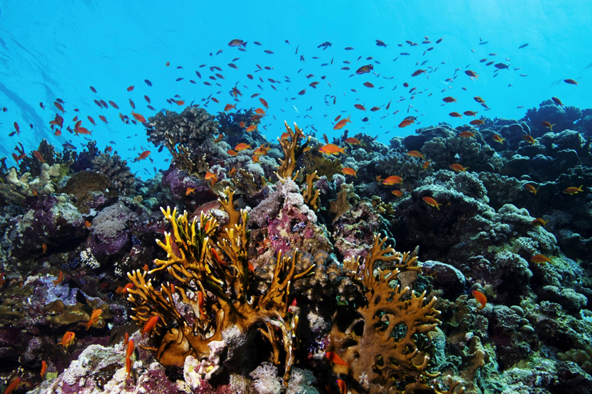 Marine environment at risk as chemicals pollution grows - The Business ...