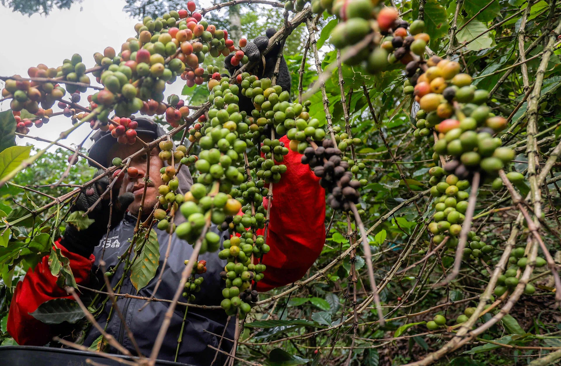 Prepare for a bumpy year in coffee, oil and other commodities - The ...