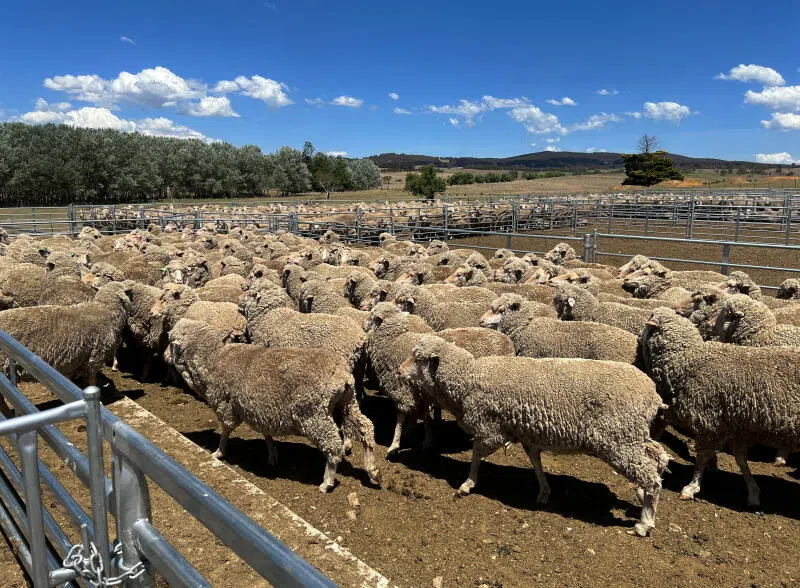Australia cashes in on record sheep prices as meat exports surge - The ...