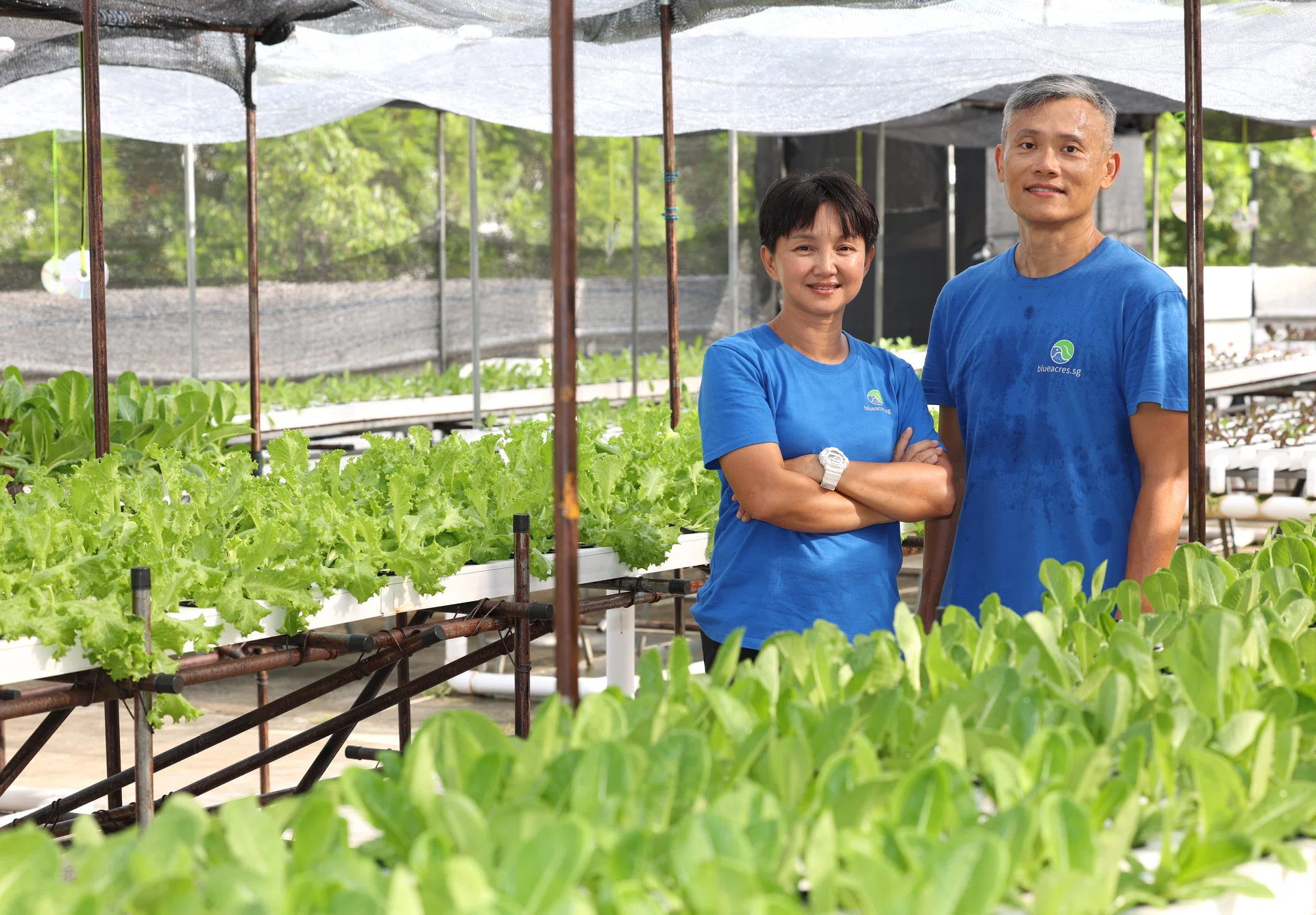 Hobby to harvest: BlueAcres’ journey in sustainable farming - The Business Times