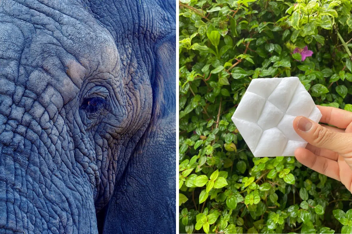 Biomimicry: What architects can learn from termites and elephants - The ...