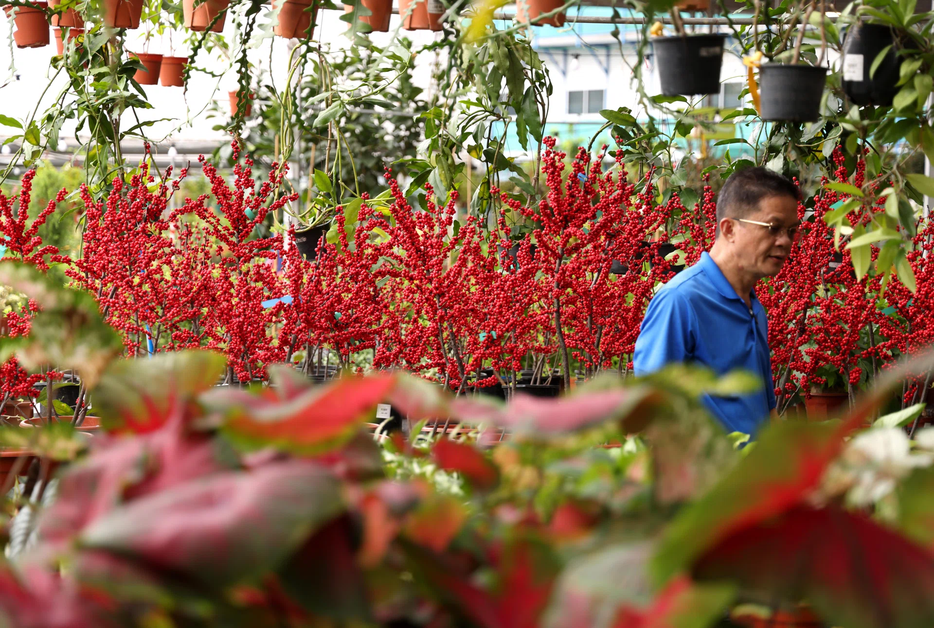 Singapore’s plant trade thrives but rising costs, market saturation ...