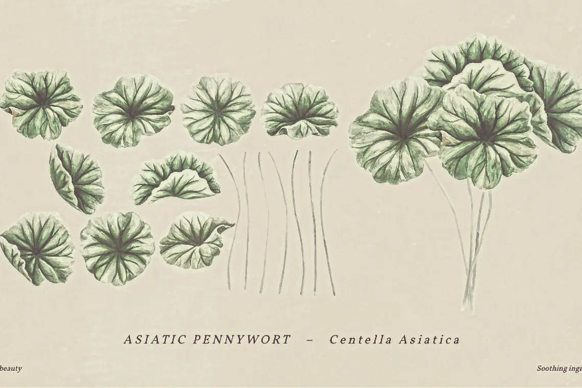 Centella Asiatica: The Soothing Ingredient Loved By K-Beauty Brands ...