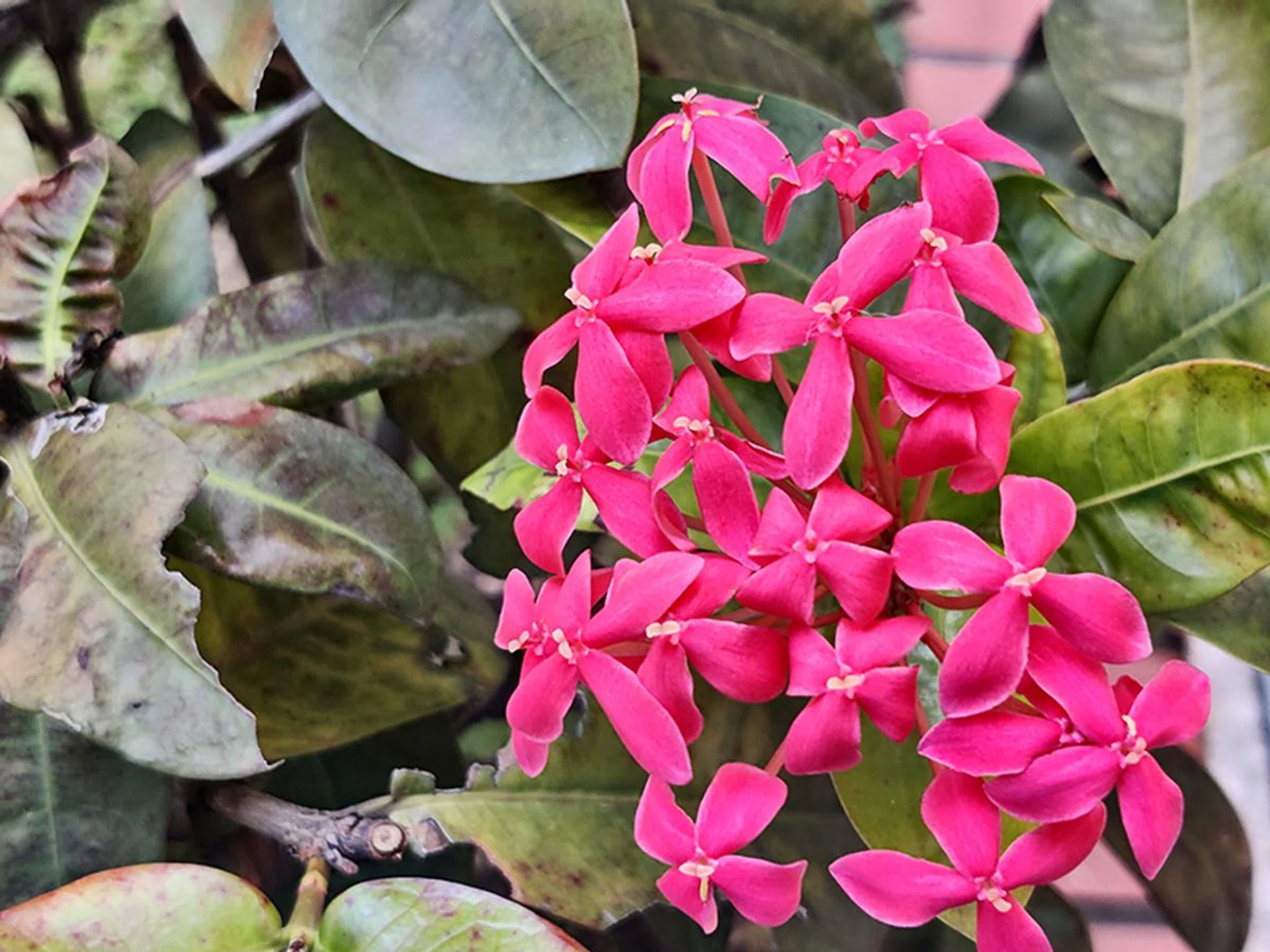 OnePlus 8T review: Pay for flagship performance, and not a dollar more ...