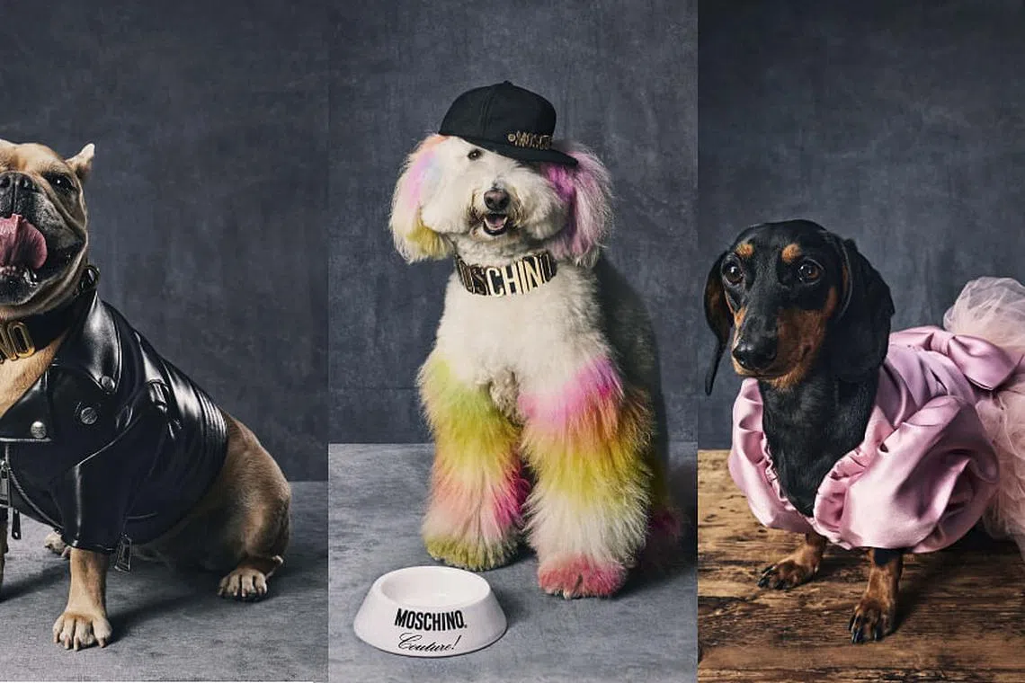Moschino Has A New Collection Specially For Your Fashionable Pets ...