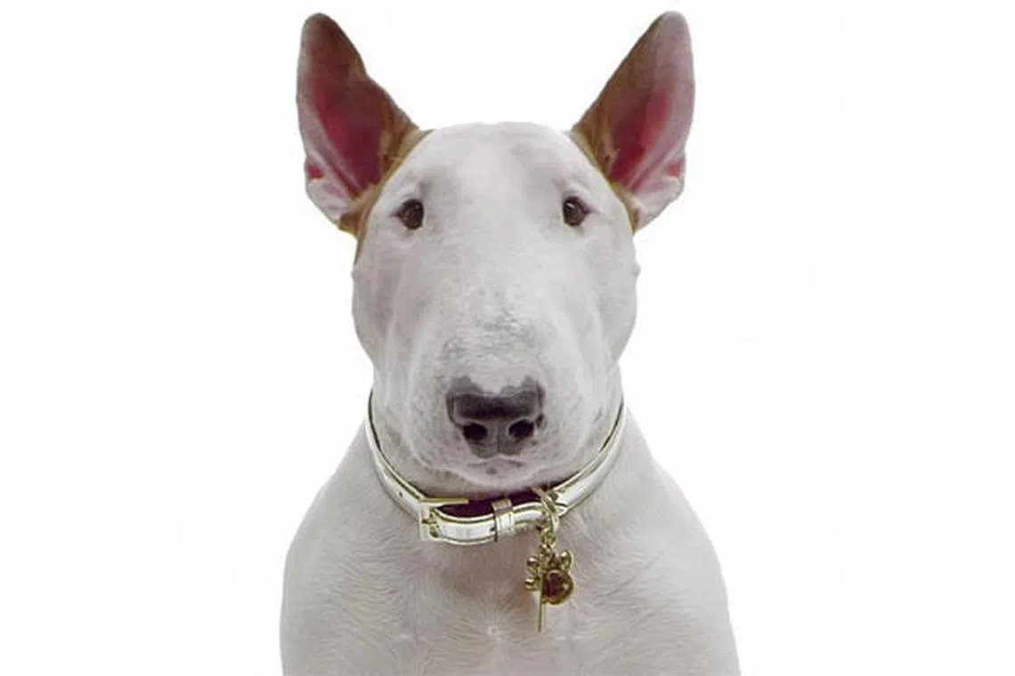 Meet Jimmy Choo, The English Bull Terrier Who's Now A Fashion Icon ...