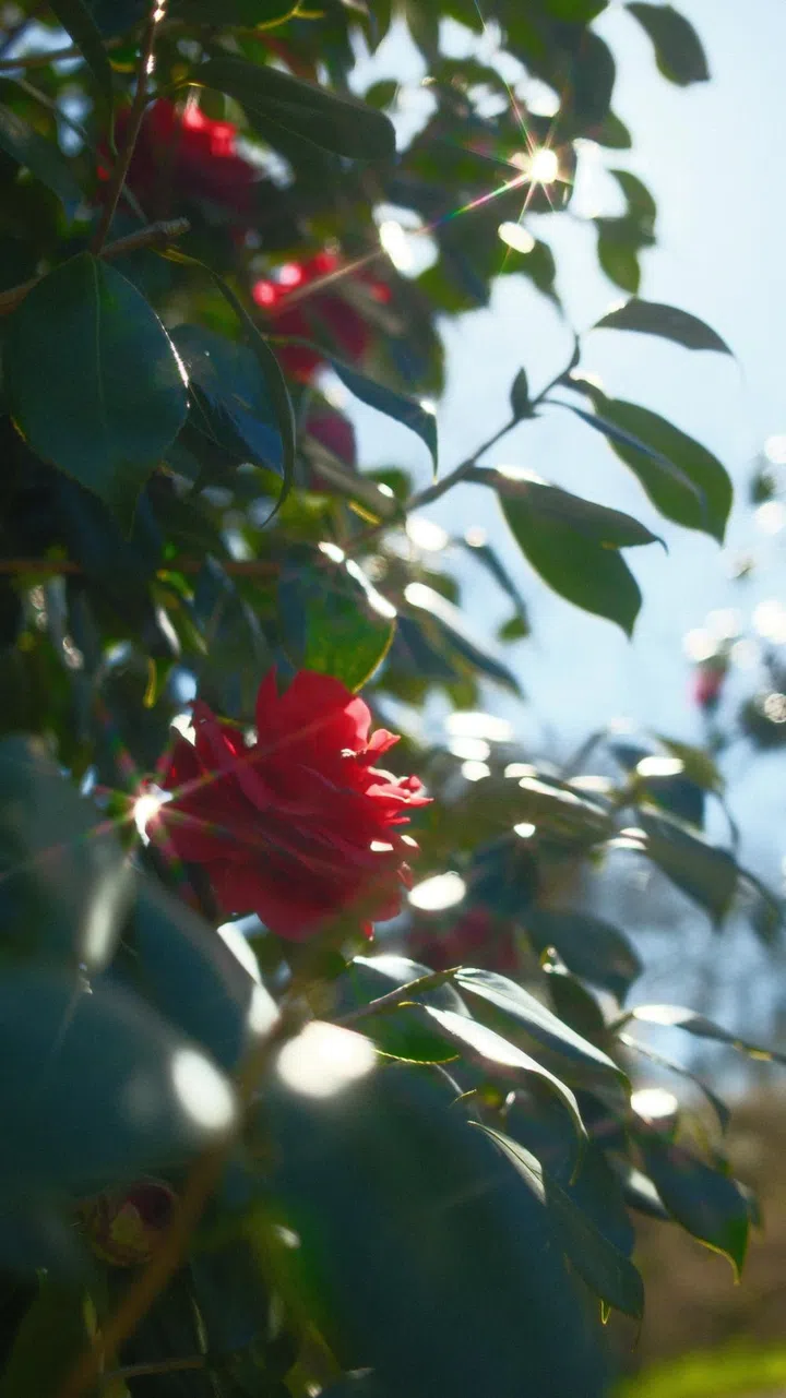Coco Chanel’s Favourite Flower Is Actually A Skincare Powerhouse ...