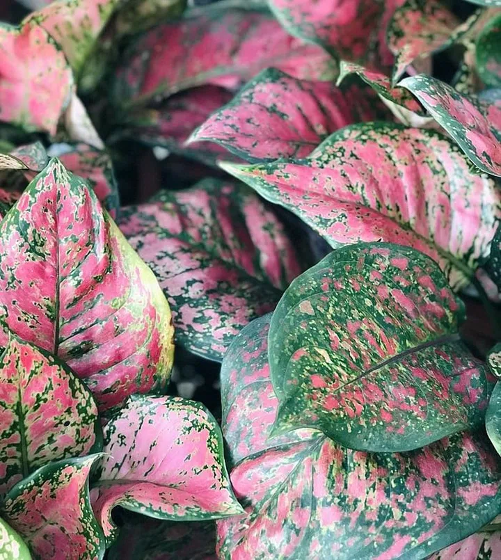 Usher In Chinese New Year With These Eight Beautiful Red Plants ...