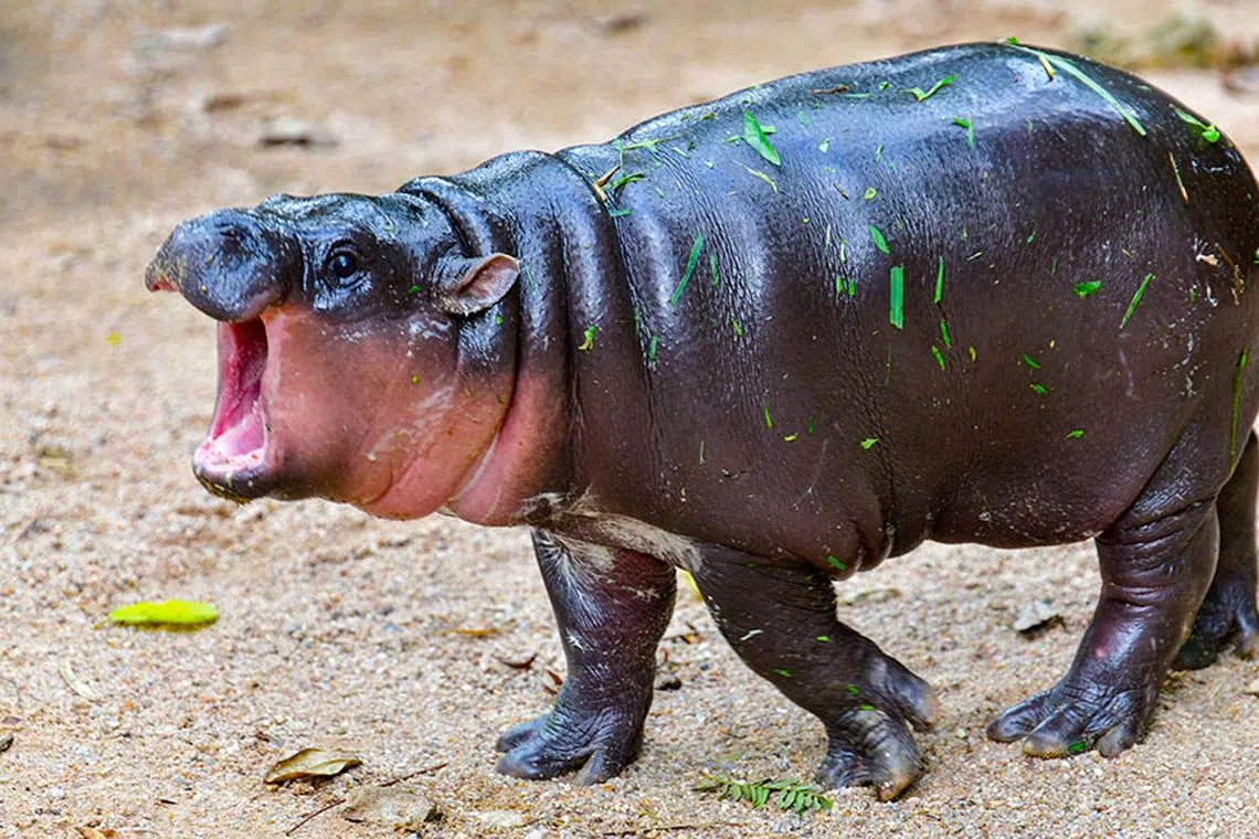 From Moo Deng to Pesto: These are the adorable zoo animals that are ...