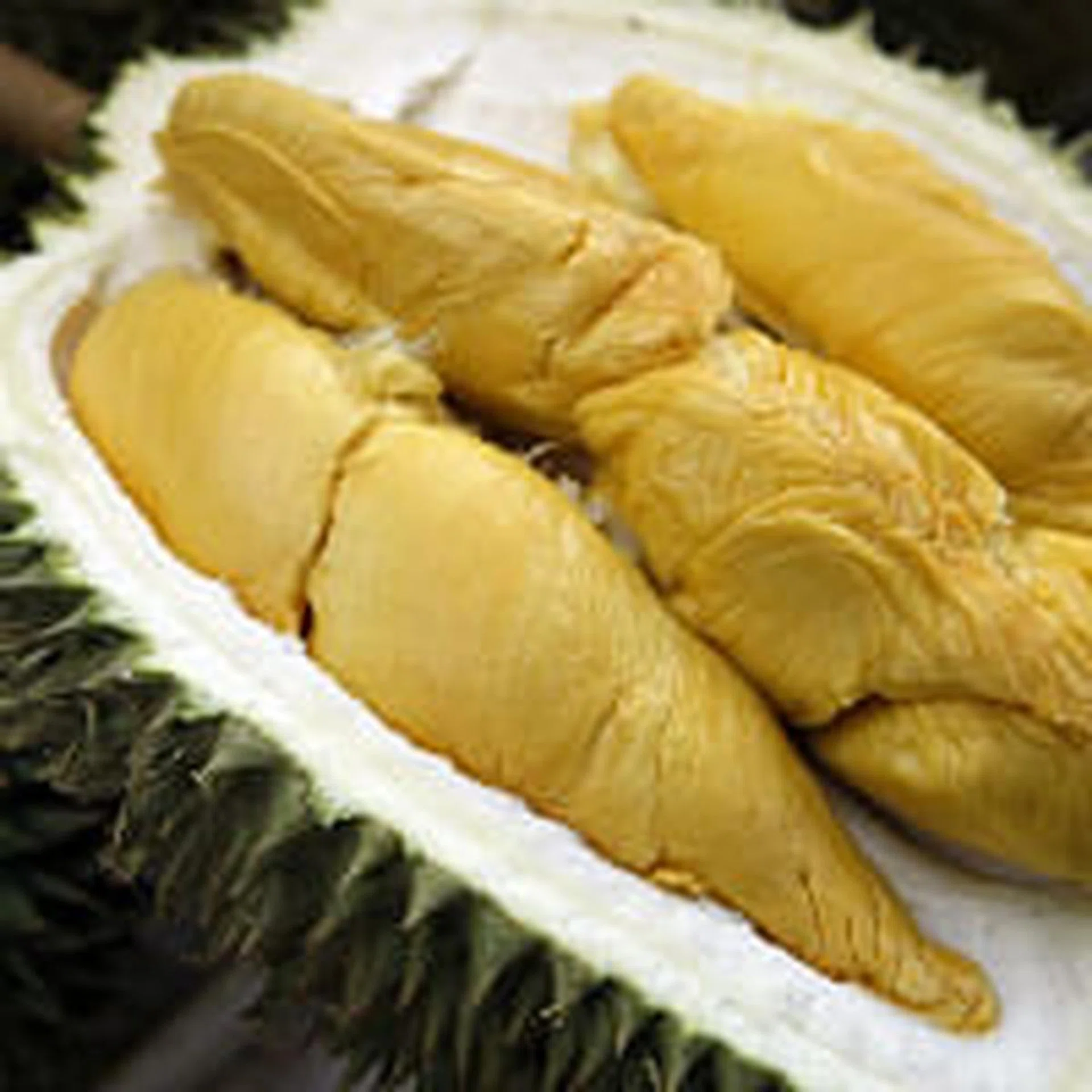 Durian 101: Guide to 10 of the best durian varieties from Malaysia ...