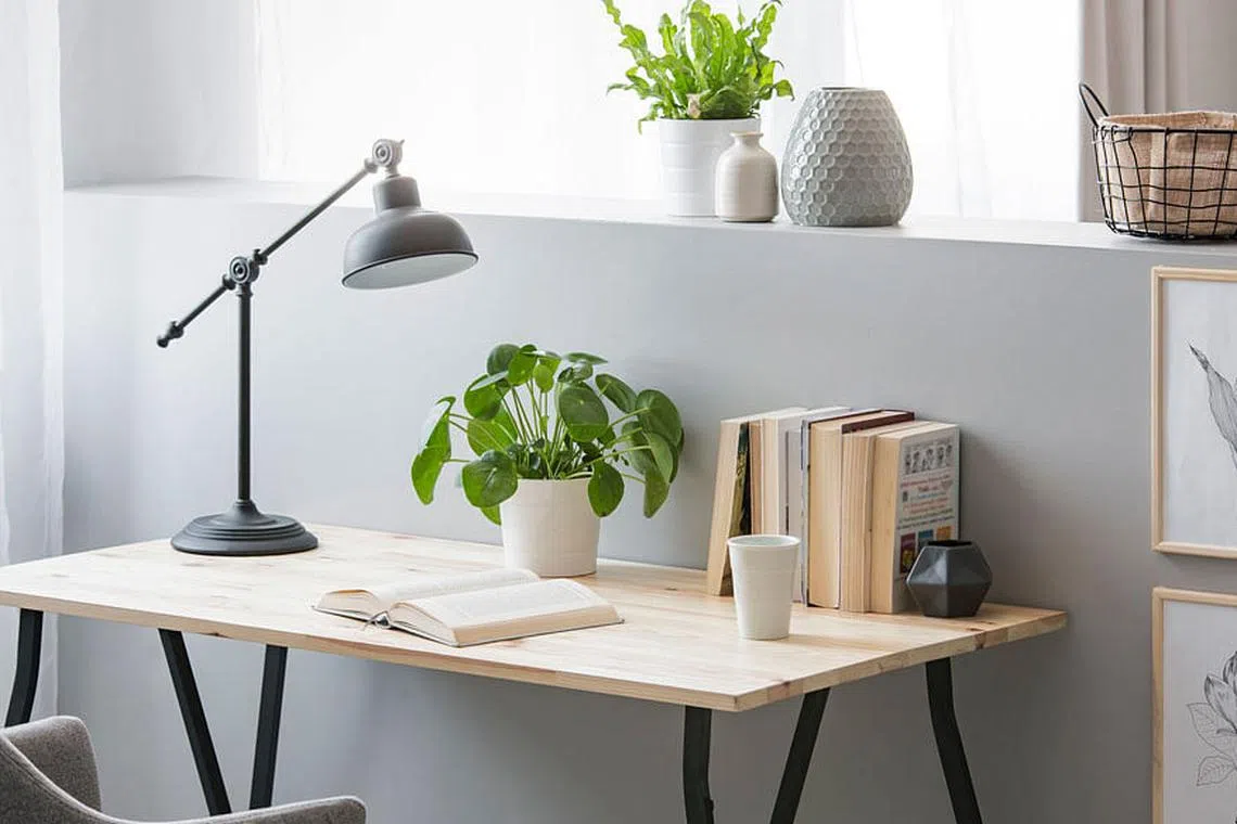 8 low-maintenance plants to spruce up your work desk - Her World ...