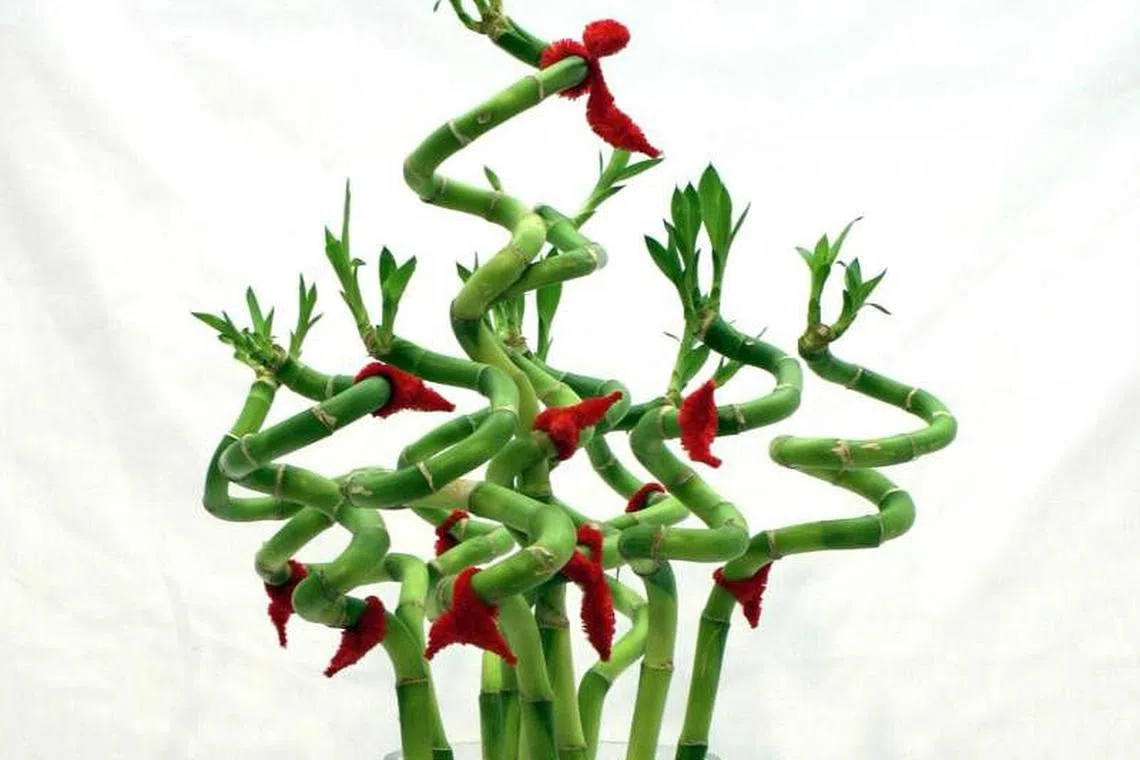 13 lucky plants for Chinese New Year and how to choose them - Her World ...