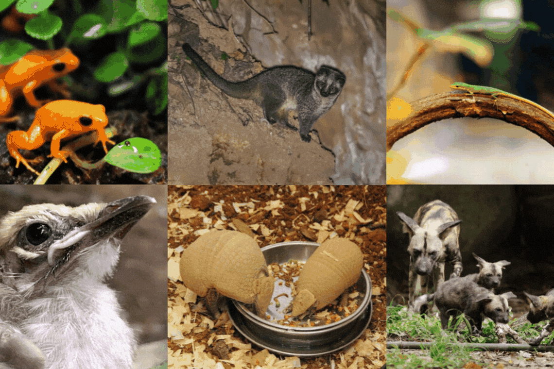 12 cute baby animals to meet at Singapore's wildlife parks (besides Le ...