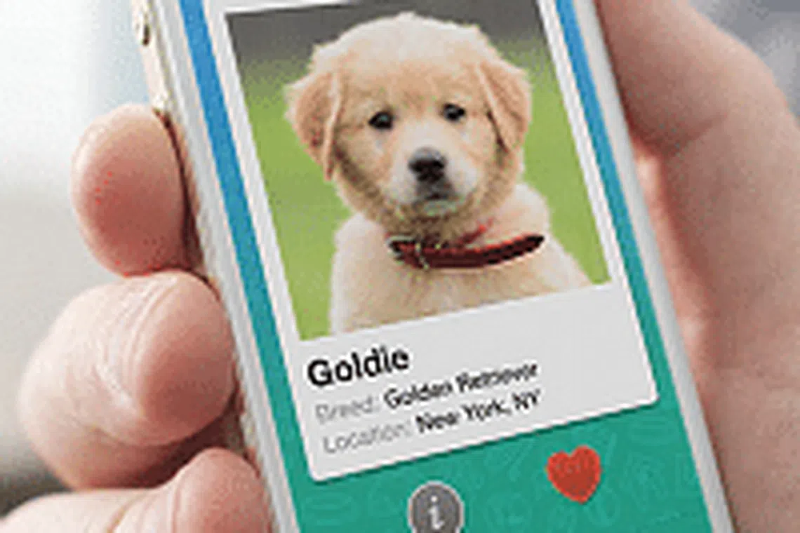 "Tinder for animals" lets you swipe for the pet of your dreams - Her ...