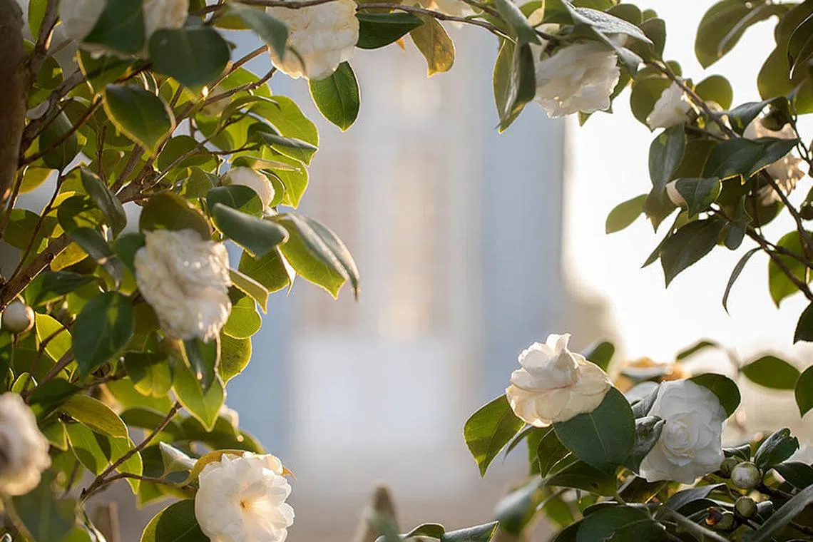 Beauty secrets of CHANEL's camellia flower - Her World Singapore | Her ...