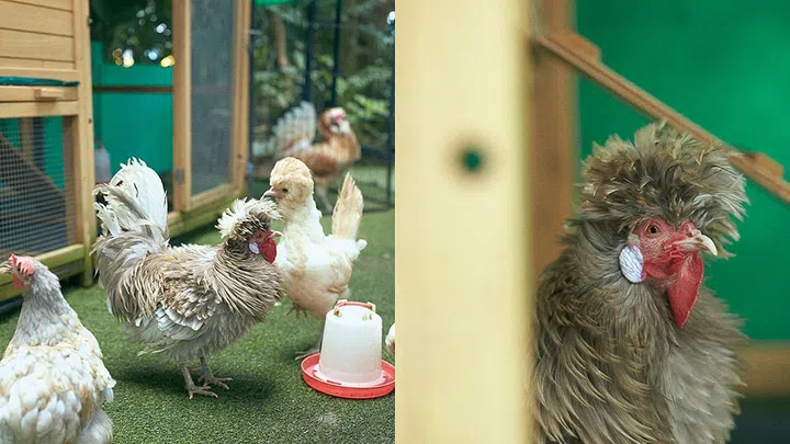 Join the flock: Why raising poultry as pets is trending in Singapore ...
