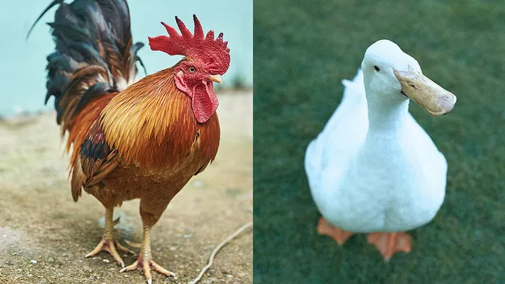 Join the flock: Why raising poultry as pets is trending in Singapore ...