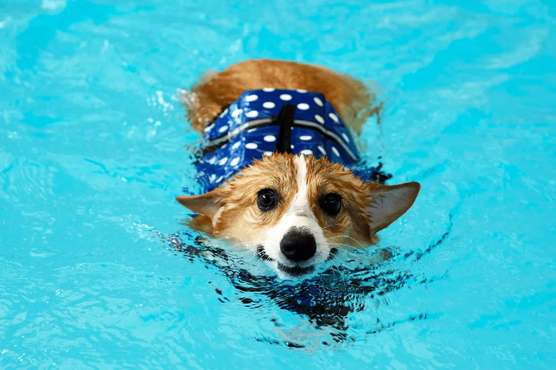 7 dog-friendly pools to bring your pups for a swim - Her World ...