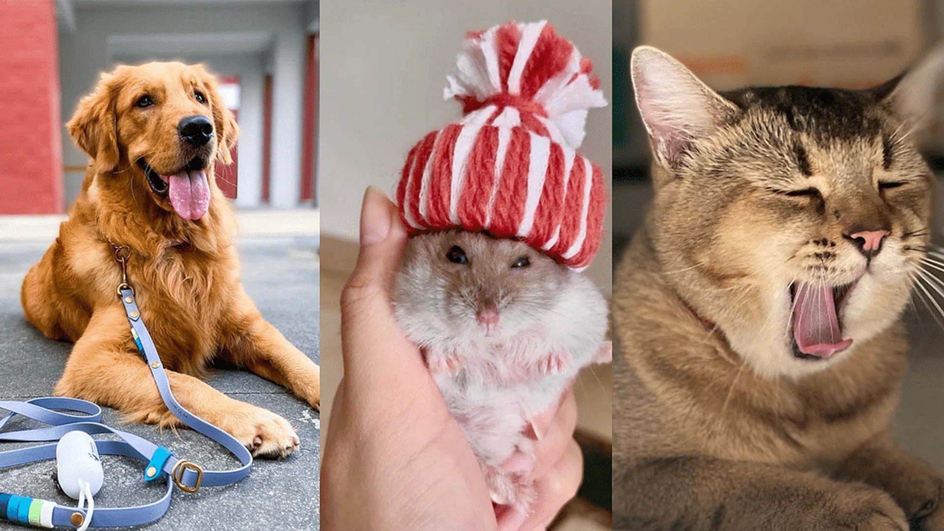 The cutest pets on TikTok in Singapore that you need to follow now ...