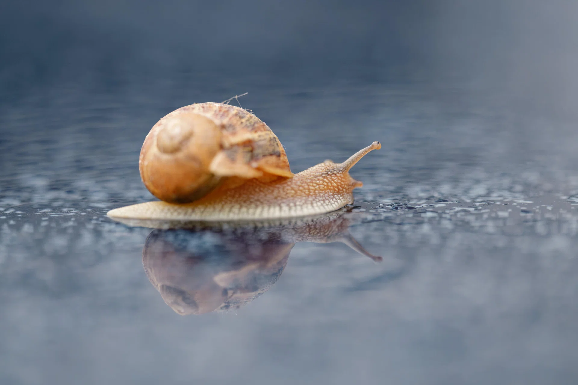 Meet Singapore's First and Only Snail Farm | Her World Singapore