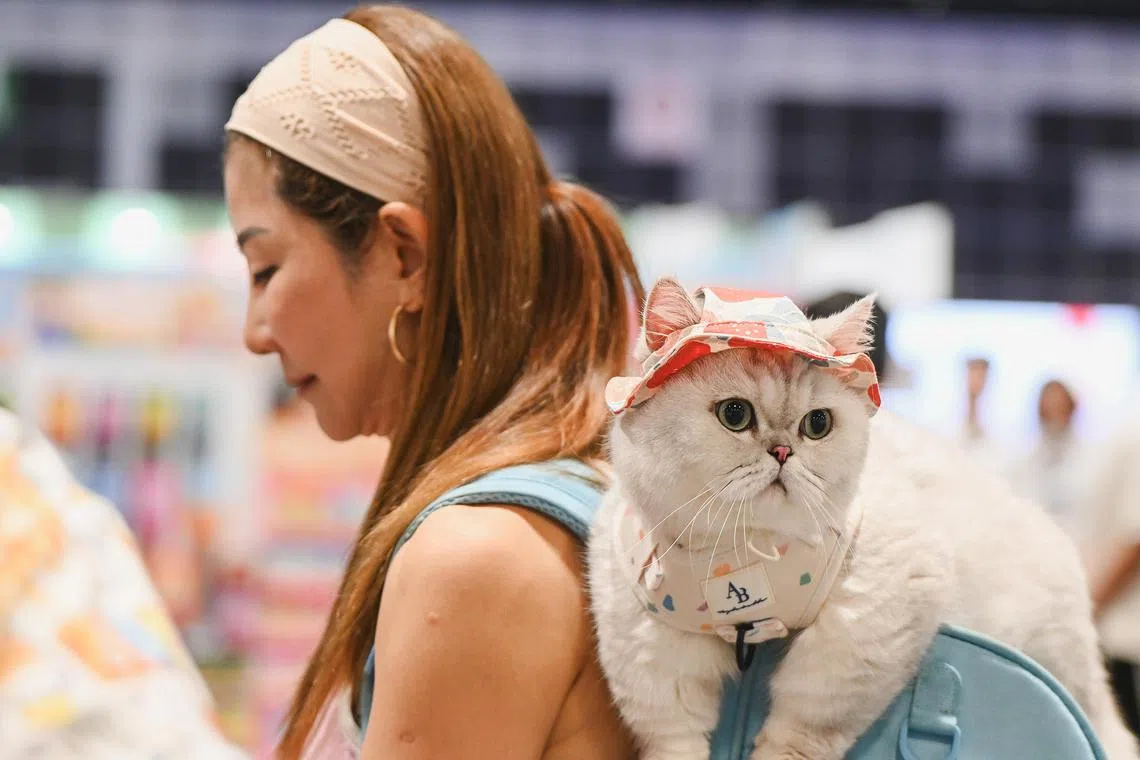Why was 2024 the year of the Cat? | Her World Singapore