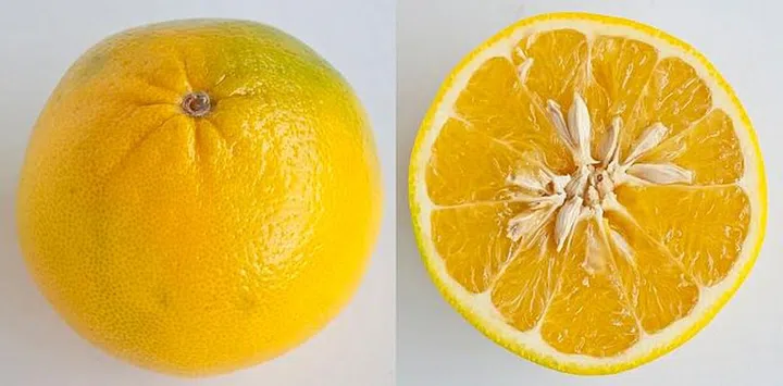 Your guide to choosing the sweetest and juiciest mandarin oranges for ...