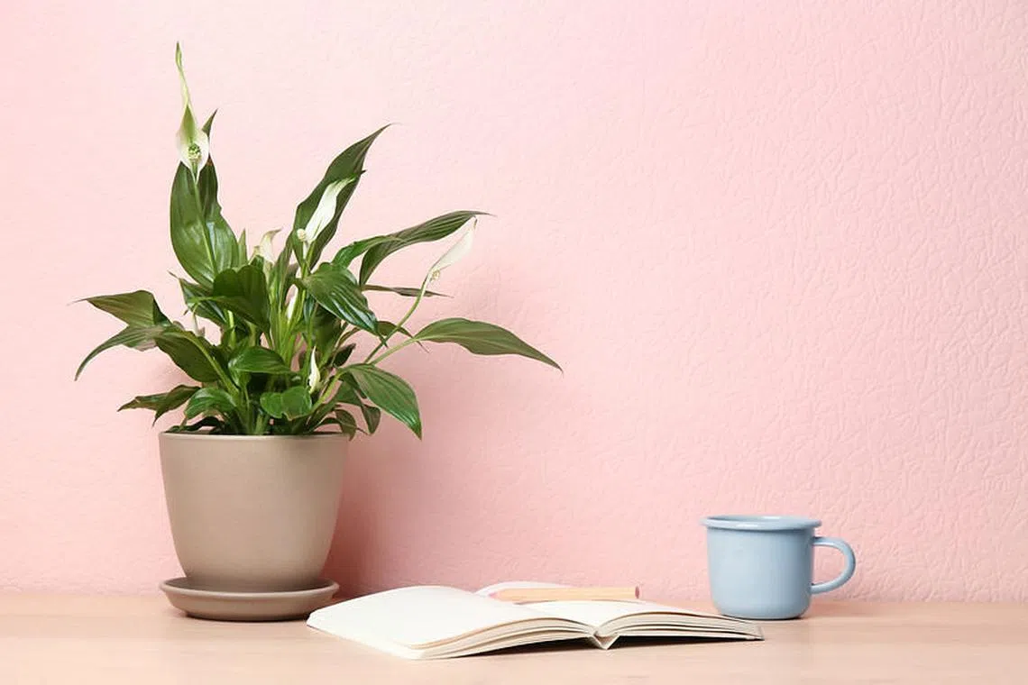 Spice up your home garden with these pots - Her World Singapore | Her ...